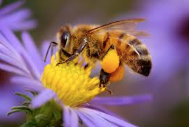 Pollinator Craft for Kids - Reflections